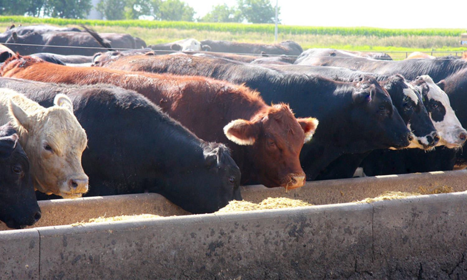 Confined Animal Feeding Operations Uncovered | Union of Concerned ...