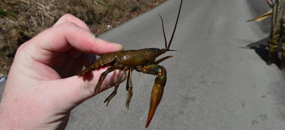 West Virginia Endangered Crayfish Threatened as Coal Mining Resumes ...