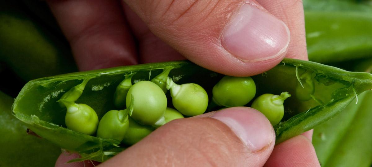 Ensuring the Harvest | Union of Concerned Scientists