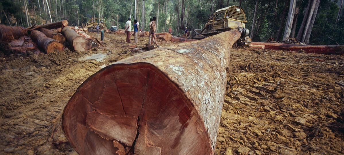 Wood Products | Union of Concerned Scientists